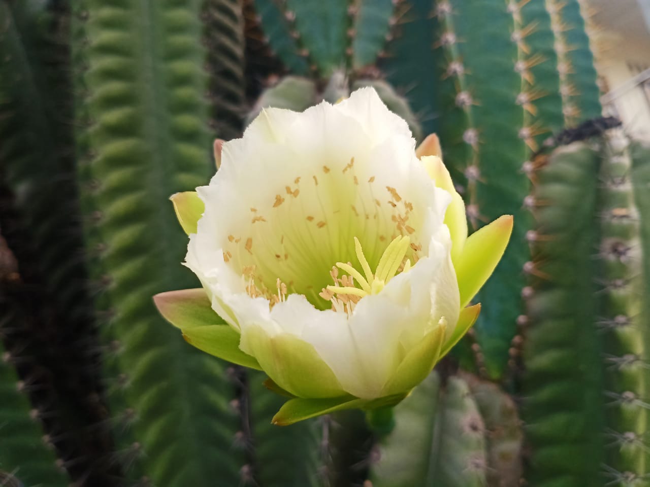 Tanaman Kaktus: Morfologi, Klasifikasi, Fakta dan Jenis Kaktus