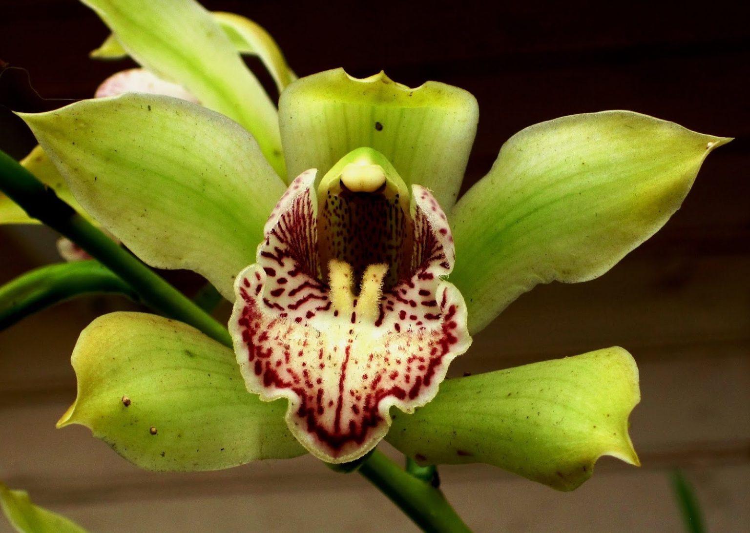 Tanaman Anggrek: Morfologi, Klasifikasi, Beserta Jenis & Cara Menanam