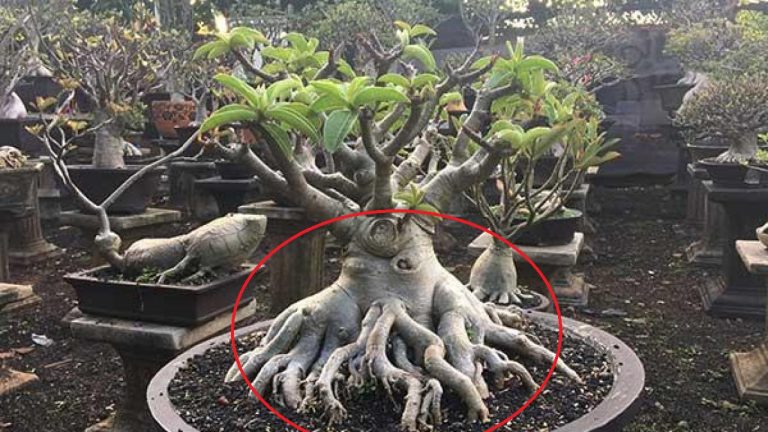 Morfologi, Klasifikasi, Fakta Unik & Manfaat Tanaman Kamboja