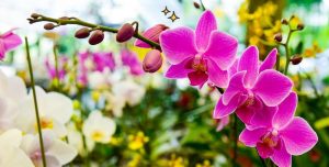 Tanaman Anggrek: Morfologi, Klasifikasi, Beserta Jenis & Cara Menanam