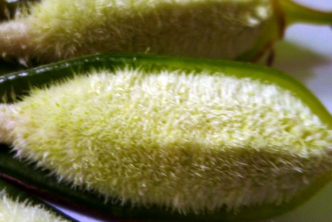 Tanaman Anggrek: Morfologi, Klasifikasi, Beserta Jenis & Cara Menanam