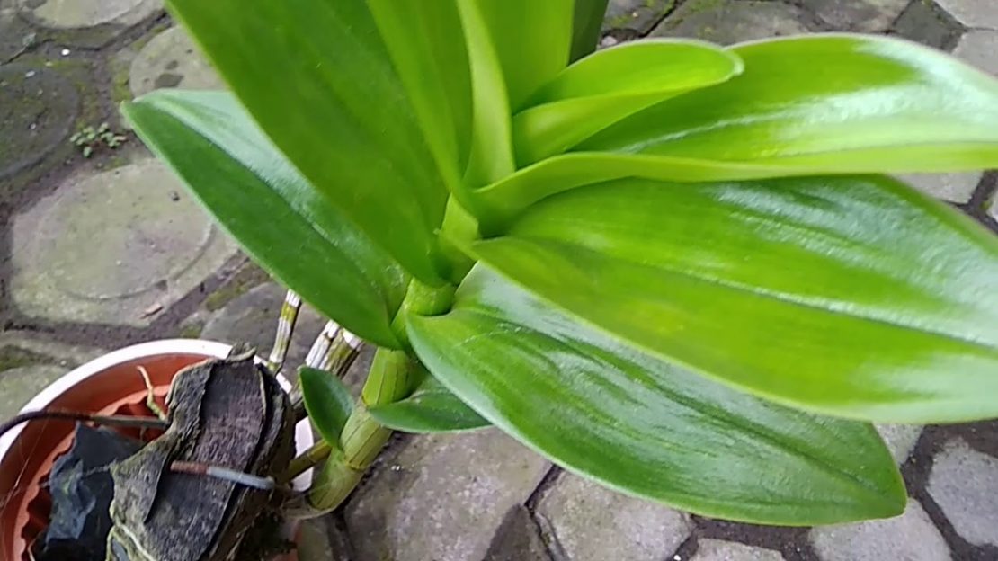 Tanaman Anggrek: Morfologi, Klasifikasi, Beserta Jenis & Cara Menanam