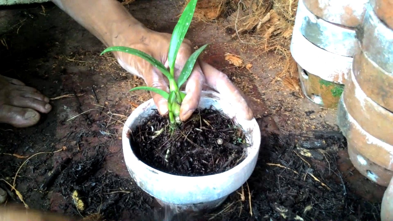 Tanaman Anggrek: Morfologi, Klasifikasi, Beserta Jenis & Cara Menanam